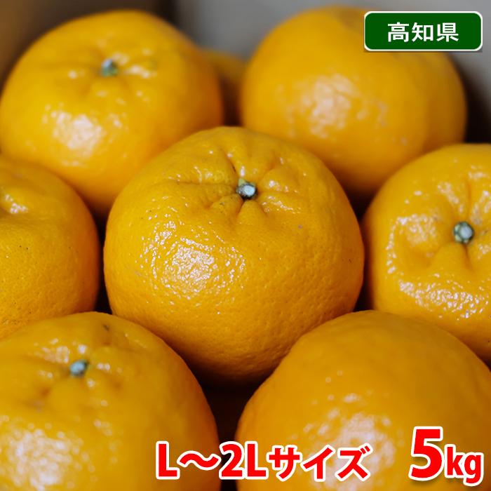 高知県産 ポンカン 秀品 L〜2Lサイズ 5kg （箱） :11610448:生鮮卸売市場 - 通販 - Yahoo!ショッピング
