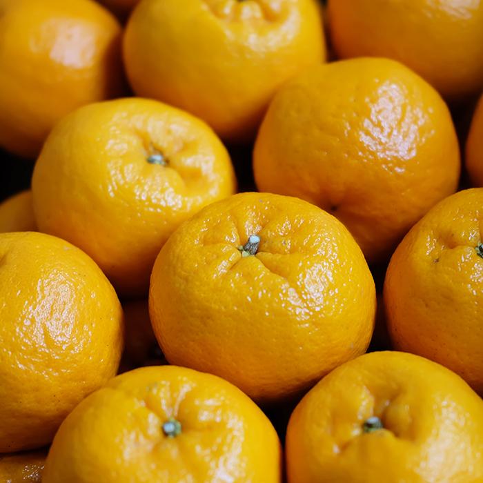 高知県産 ポンカン 秀品 L〜2Lサイズ 5kg （箱） :11610448:生鮮卸売市場 - 通販 - Yahoo!ショッピング