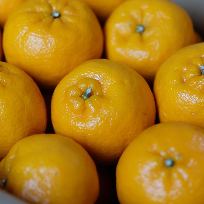 高知県産 ポンカン 秀品 L〜2Lサイズ 5kg （箱） :11610448:生鮮卸売市場 - 通販 - Yahoo!ショッピング