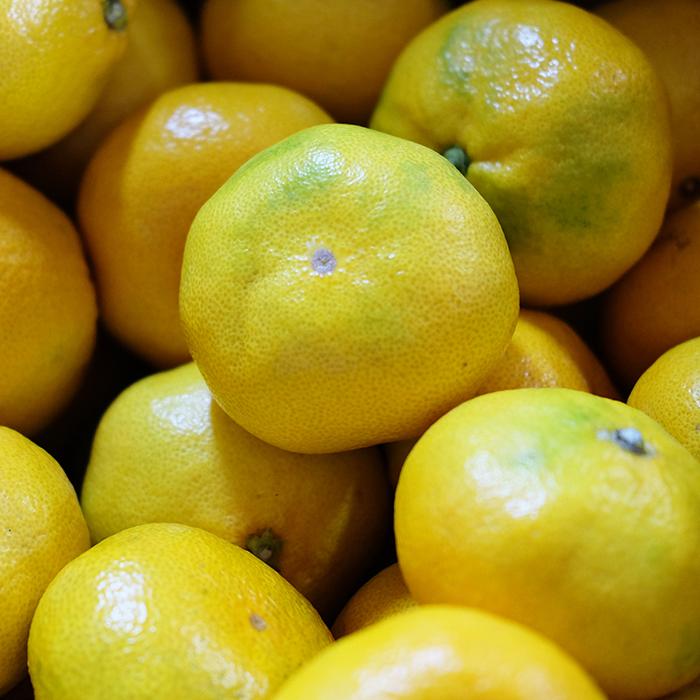 佐賀県産 あんみつみかん （あんみつ丸） 秀品 2L〜3Lサイズ 7kg（箱） : 生鮮卸売市場 - 通販 - Yahoo!ショッピング