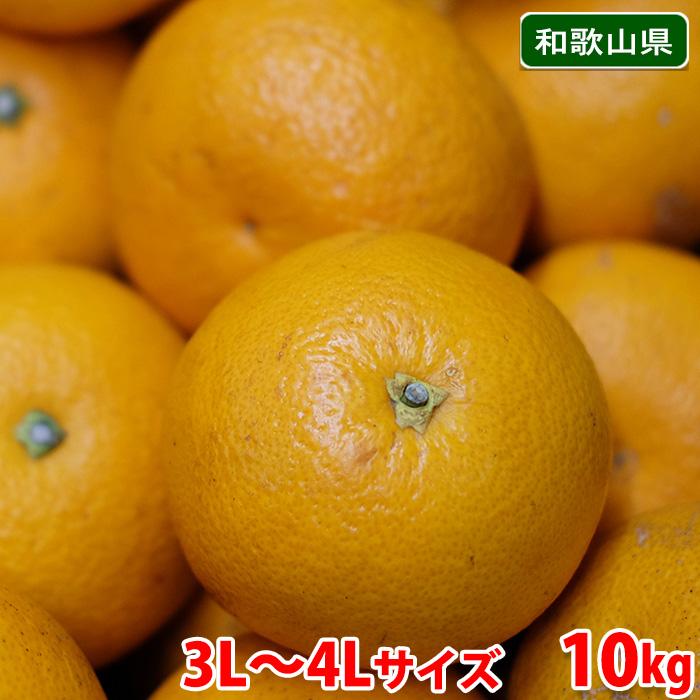 和歌山県産 紅さつき 八朔 秀品 3L〜4Lサイズ 10kg （箱） 国産 みかん : 生鮮卸売市場 - 通販 - Yahoo!ショッピング