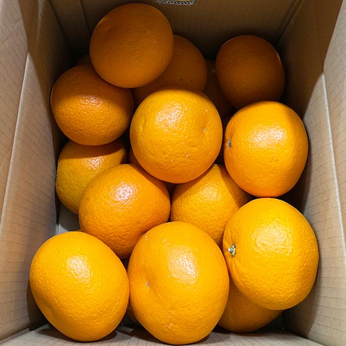 和歌山県産 紅さつき 八朔 秀品 3L〜4Lサイズ 10kg （箱） 国産 みかん : 生鮮卸売市場 - 通販 - Yahoo!ショッピング