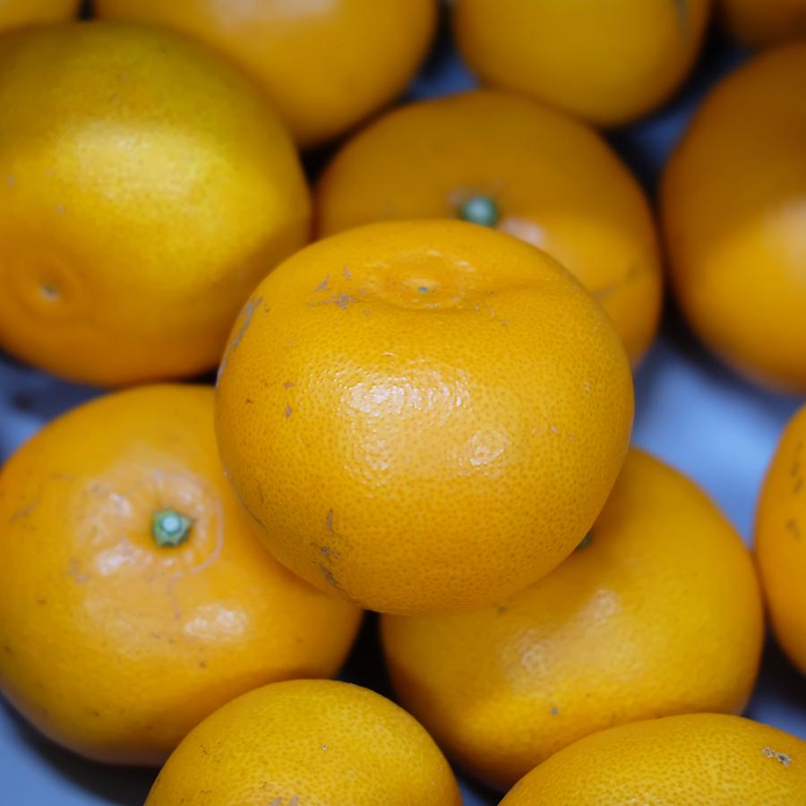 和歌山産 せとか 秀品 2L〜3Lサイズ 4kg （箱） 国産 みかん 柑橘 : 11610576-2 : 生鮮卸売市場 - 通販 - Yahoo!ショッピング