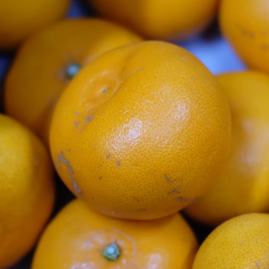 和歌山産 せとか 秀品 2L〜3Lサイズ 4kg （箱） 国産 みかん 柑橘 : 11610576-2 : 生鮮卸売市場 - 通販 - Yahoo!ショッピング