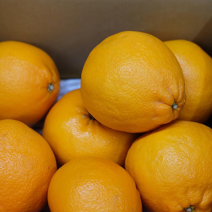 佐賀県産 にじゅうまる 秀品または優品 4L〜5Lサイズ 5kg （箱） 高級 柑橘 みかん : 生鮮卸売市場 - 通販 - Yahoo!ショッピング