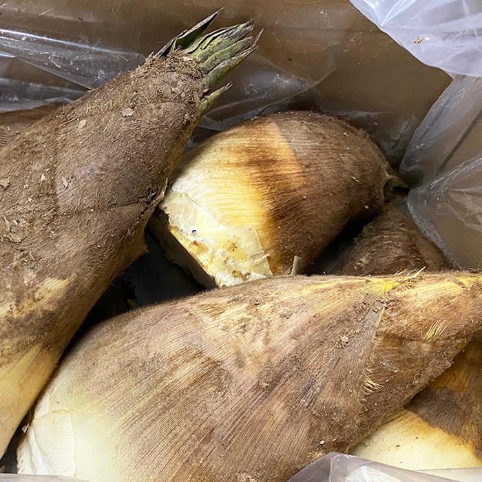 徳島県産 たけのこ 2L〜3Lサイズ 4kg（5〜9個入り）箱 : 生鮮卸売市場 - 通販 - Yahoo!ショッピング