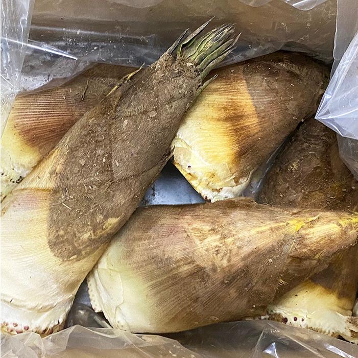 徳島県産 たけのこ 2L〜3Lサイズ 4kg（5〜9個入り）箱 : 生鮮卸売市場 - 通販 - Yahoo!ショッピング