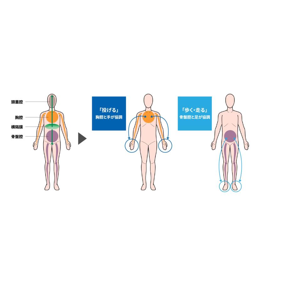 Ipselect アイピーセレクト コマンド 2個入り アルモニーア ARMONIA Ip.7000 : PRS WEB - 通販 - Yahoo!ショッピング