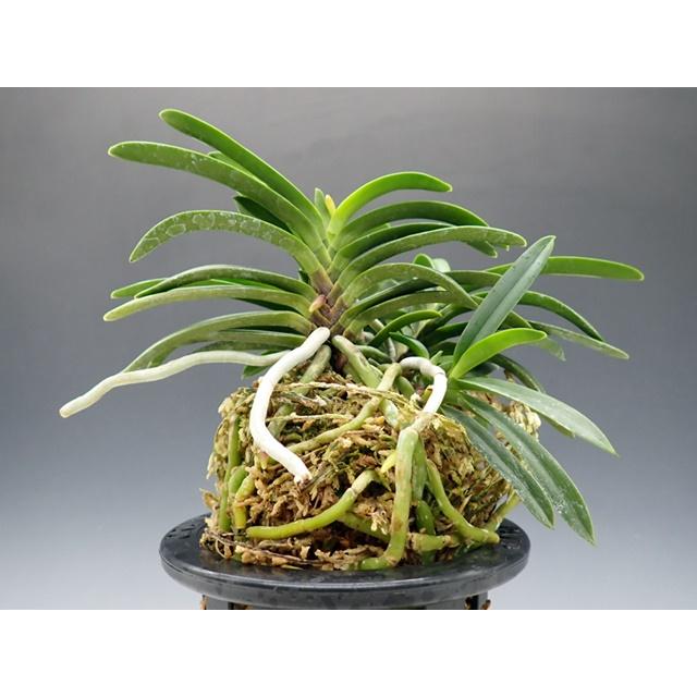 P-005 富貴蘭 雲海 6本立+子5 （姫葉） : 鶴岡商事株式会社 園芸部 - 通販 - Yahoo!ショッピング