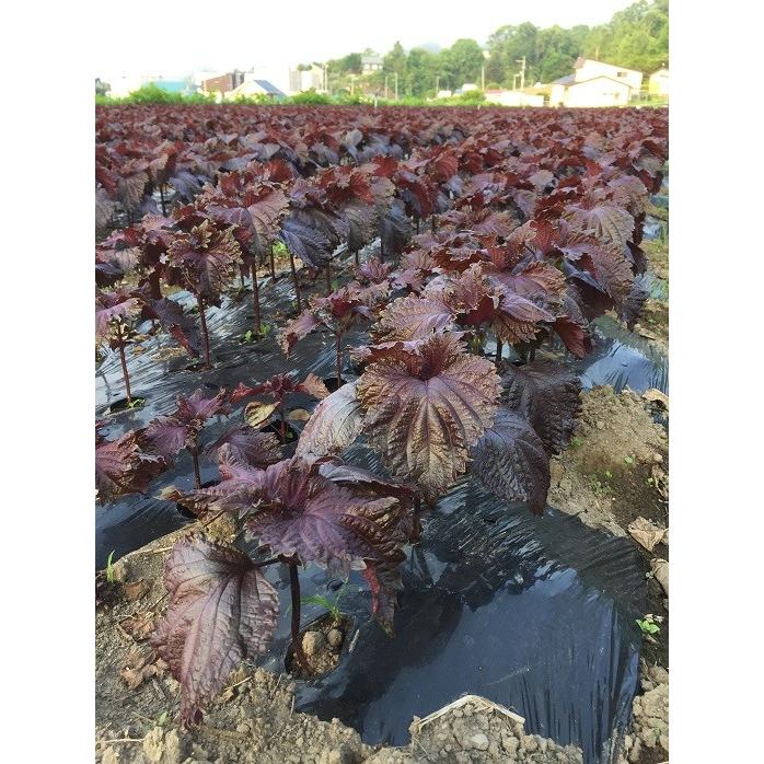 とうやの赤しそジュース2本入り【紫蘇】 :siso2:ピュアフーズとうや - 通販 - Yahoo!ショッピング