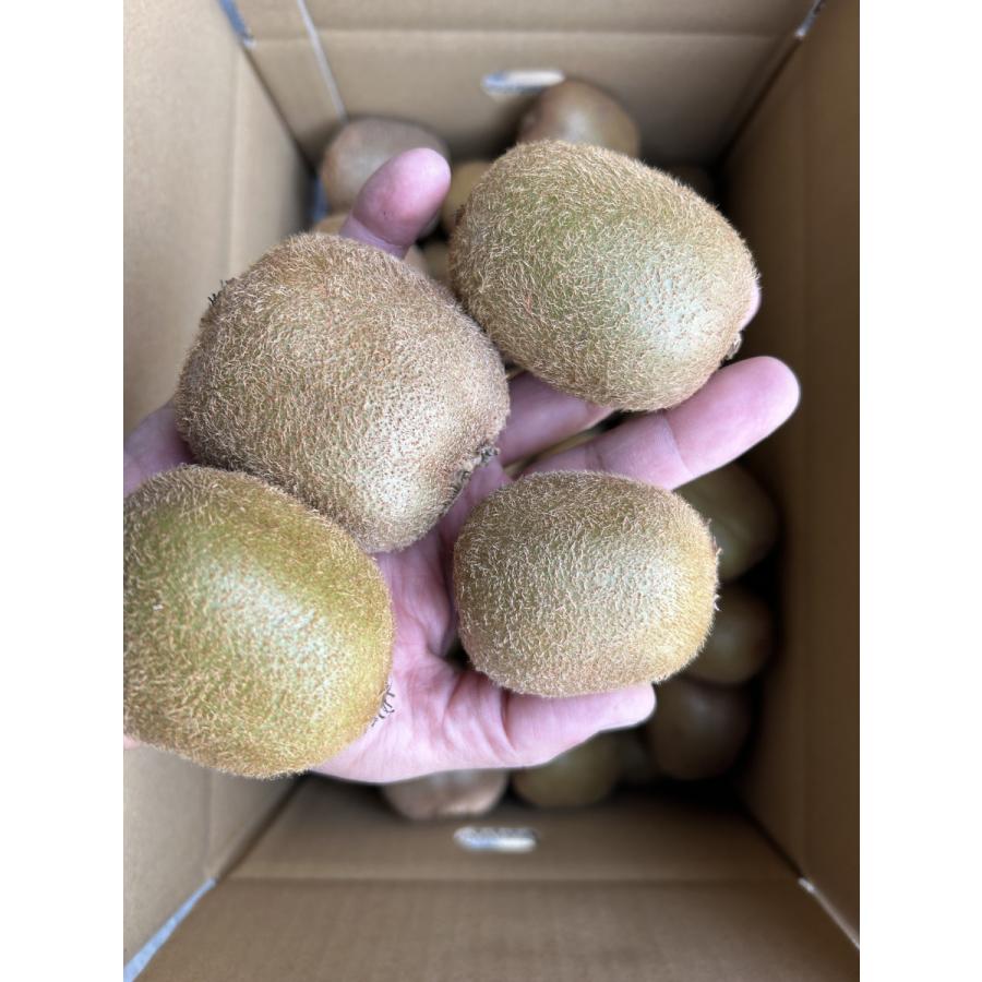 愛媛県産グリーンキウイ2キロ（ヘイワード）ご家庭用 : プチとくFruits - 通販 - Yahoo!ショッピング