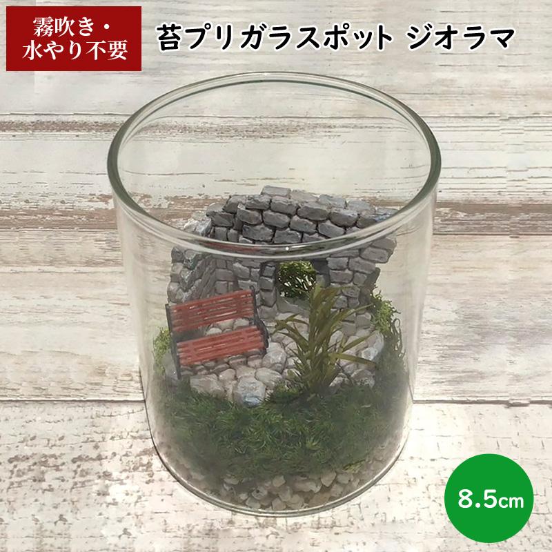 苔プリ ガラスポット ジオラマ 8.5cm インテリア 癒し 霧吹き不要 水やり不要 国産苔 日本製 ミニチュア ギフト プレゼント おすすめ おしゃれ グリーン 緑 : quattro ...
