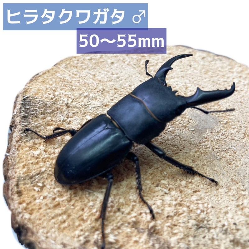 【山口県産・WD個体】 ヒラタクワガタ ♂ オス1頭 50〜55mm 国産 販売 生体 成虫 昆虫 飼育 観賞 採集個体 本土ヒラタ 平鍬形 ...