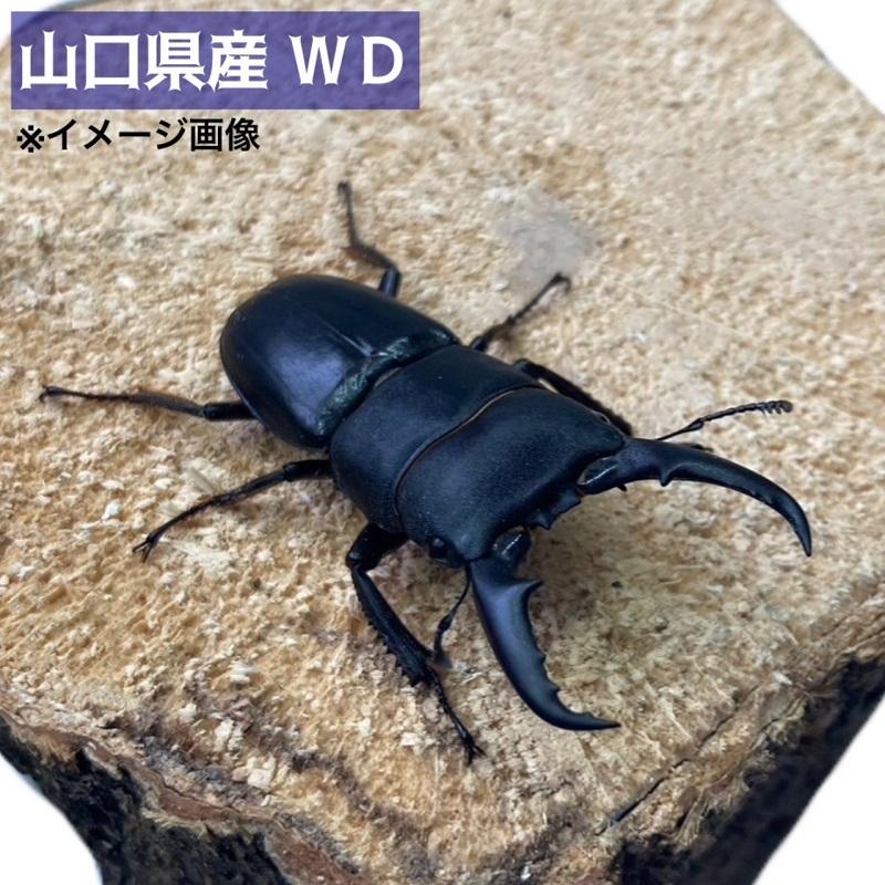 【山口県産・WD個体】 ヒラタクワガタ ♂ オス1頭 50〜55mm 国産 販売 生体 成虫 昆虫 飼育 観賞 採集個体 本土ヒラタ 平鍬形 ...