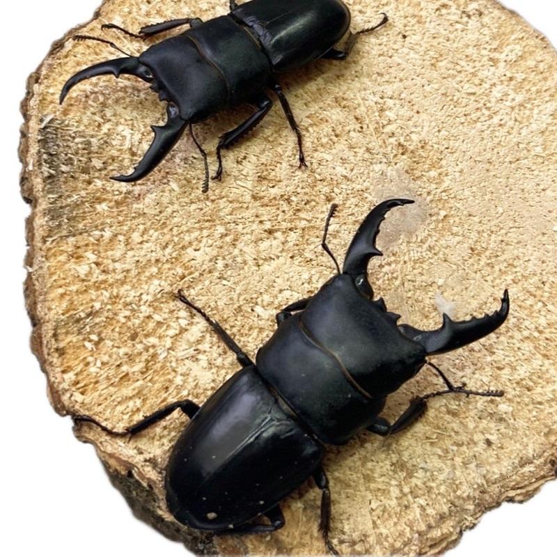 【山口県産・WD個体】 ヒラタクワガタ ♂ オス1頭 50〜55mm 国産 販売 生体 成虫 昆虫 飼育 観賞 採集個体 本土ヒラタ 平鍬形 ...