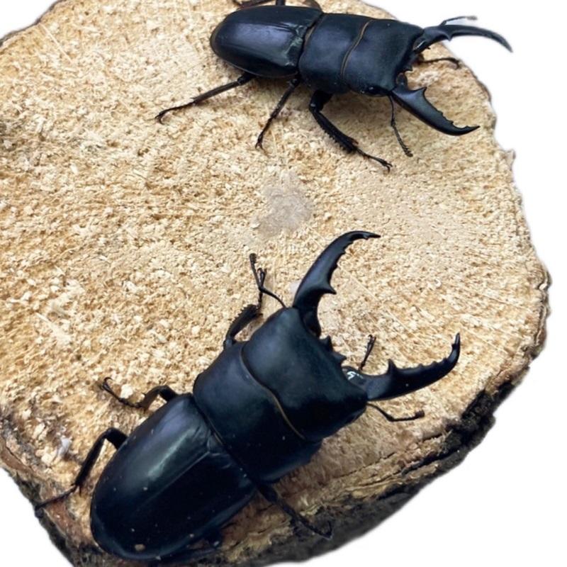 【山口県産・WD個体】 ヒラタクワガタ ♂ オス1頭 50〜55mm 国産 販売 生体 成虫 昆虫 飼育 観賞 採集個体 本土ヒラタ 平鍬形 ...