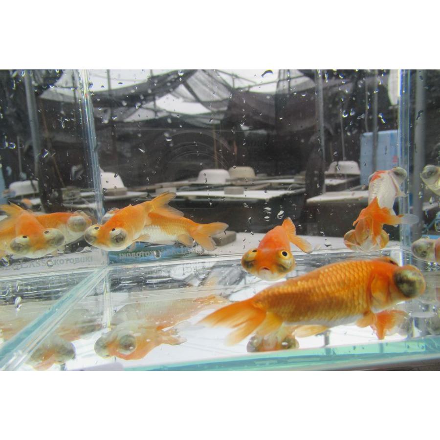 (金魚)頂天眼（佐野氏）10-11cm 1匹 : 水島らんちゅう販売ヤフー店 - 通販 - Yahoo!ショッピング