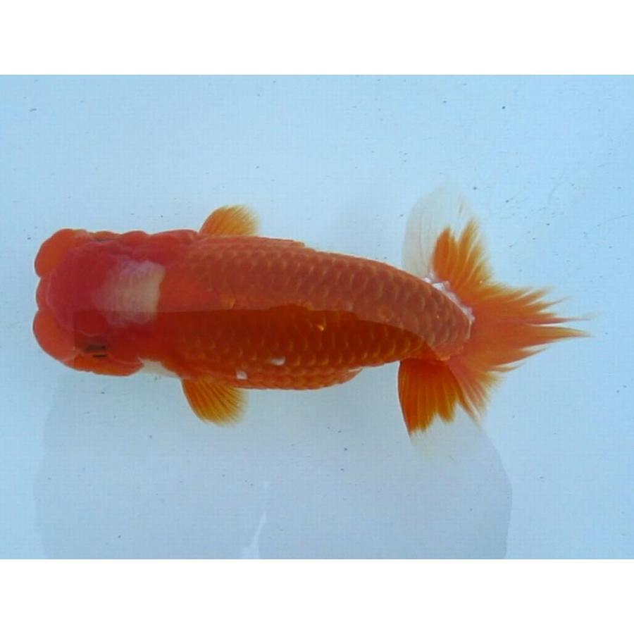 (金魚)らんちゅう-特選種用二歳魚(雄) AS3-3 : 水島らんちゅう販売ヤフー店 - 通販 - Yahoo!ショッピング