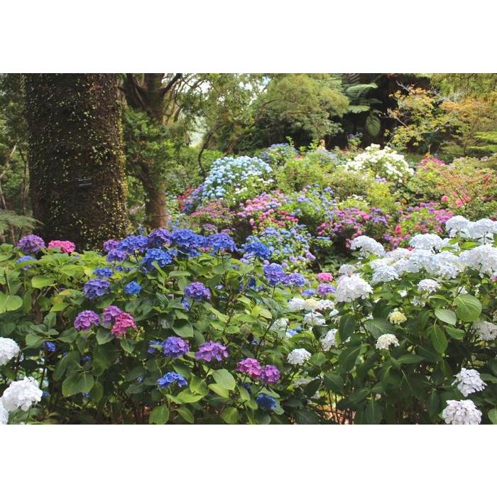 絵画風 壁紙ポスター (はがせるシール式) アジサイの森 色とりどりの紫陽花 あじさい 花 キャラクロ FAJS-013A2(A2版 ...