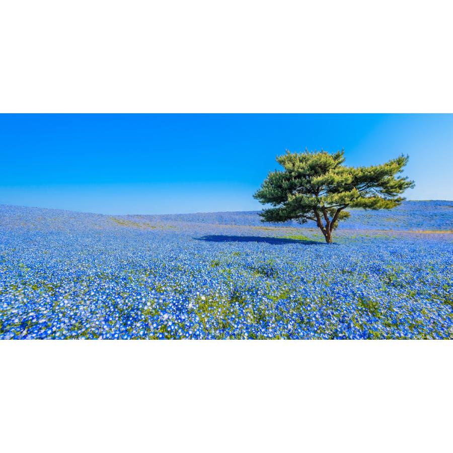 絵画風 壁紙ポスター 国営ひたち海浜公園 春のみはらしの丘 ネモフィラ 花畑 キャラクロ HTKK-001S1 (パノラマS版 1152mm×576mm) : htkk-001s1 : レアル ...