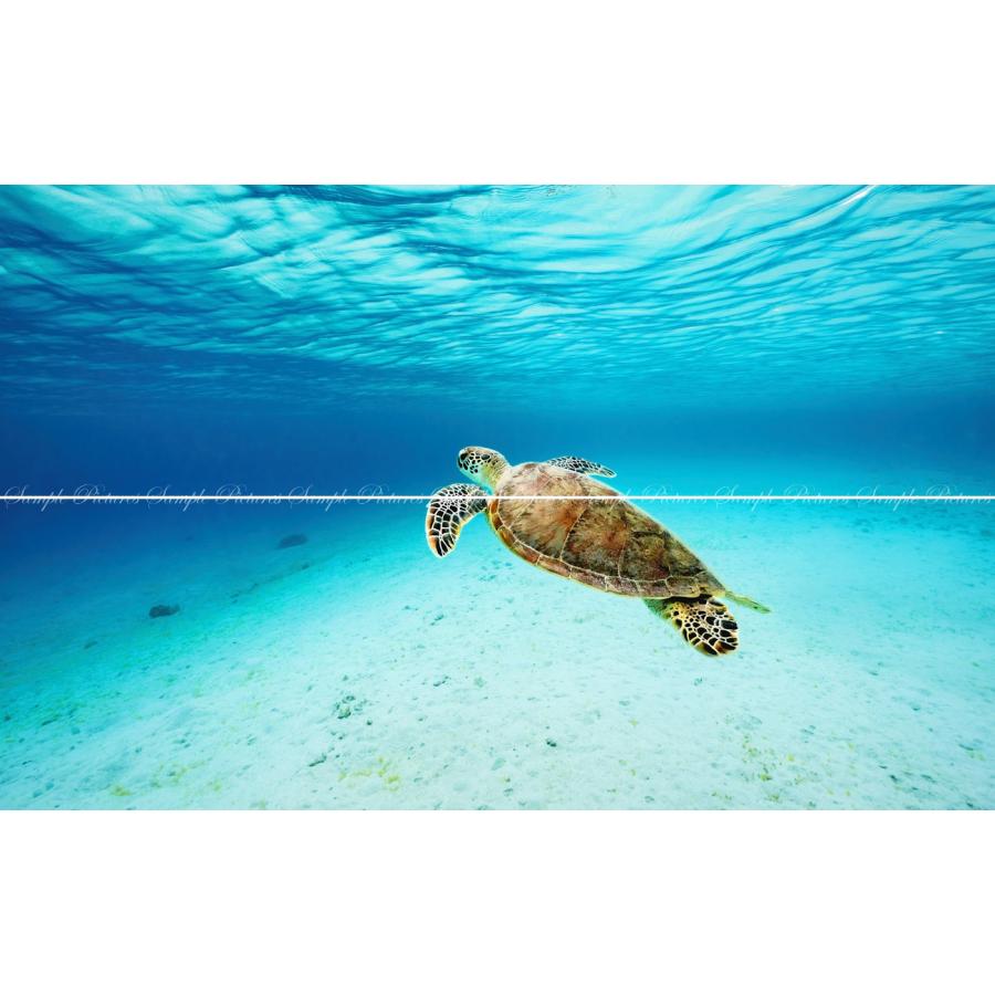 絵画風 壁紙ポスター (はがせるシール式) 【特大上下2枚仕様】沖縄 トカラ諸島のアオウミガメとエメラルドブルー M-OKN-012L1W(パノラマL版 1843mm×576mm×2枚 ...