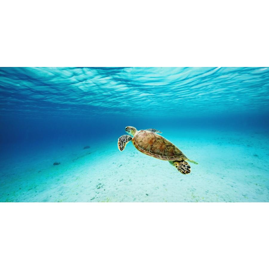 絵画風 壁紙ポスター (はがせるシール式) 沖縄 トカラ諸島のアオウミガメとエメラルドブルー キャラクロ M-OKN-012S1(パノラマS版 1152mm×576mm)＜日本製＞ : レアル ...