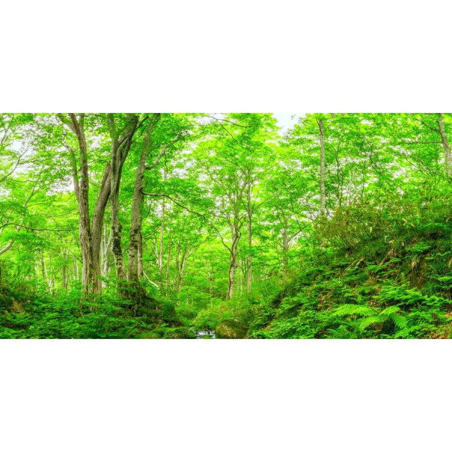 絵画風 壁紙ポスター (はがせるシール式) 鳥海山のブナの森 渓流 森林浴 縄文文化のふるさと キャラクロ M-SNR-001BS1(パノラマS版 1152mm×576mm)＜日本製 ...