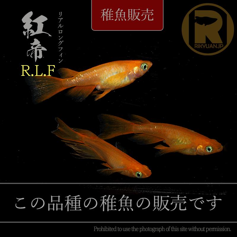 メダカの稚魚 紅帝RLF 10匹 / めだか生体 三色 紅白 ラメ : めだか処 利久庵 - 通販 - Yahoo!ショッピング