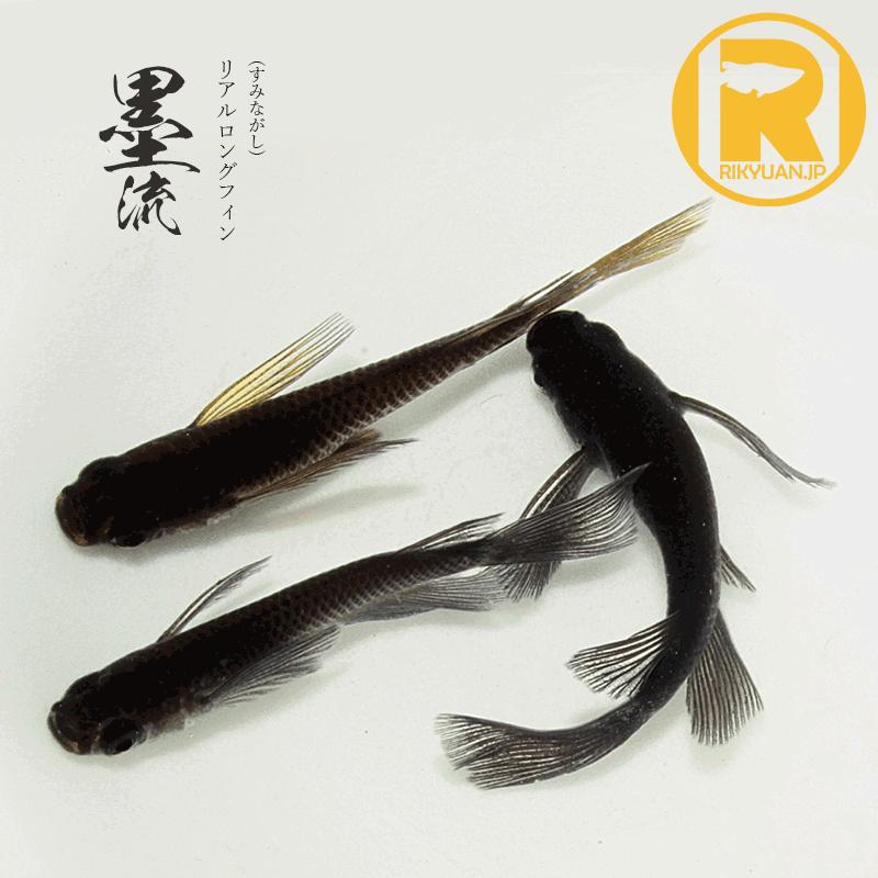 ヒレ長 ・リアルロングフィン/墨流RLF〈2ペア〉/めだか処 利久庵/生体 成魚 : めだか処 利久庵 - 通販 - Yahoo!ショッピング