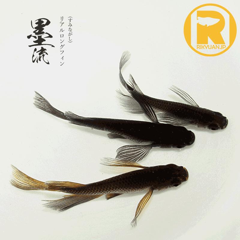 ヒレ長 ・リアルロングフィン/墨流RLF〈2ペア〉/めだか処 利久庵/生体 成魚 : めだか処 利久庵 - 通販 - Yahoo!ショッピング