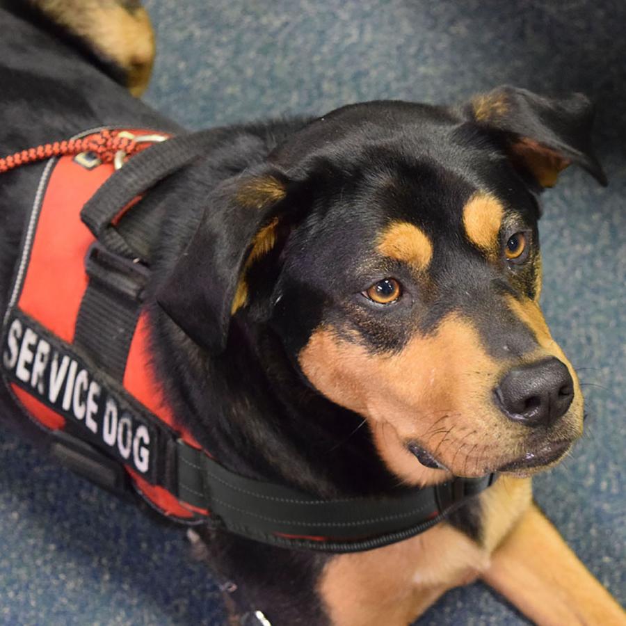 RITFIT 犬用ハーネス 締め防止効果 ペット用首輪 サイズ調整可能 装着簡単 通気性 ペット用ベスト : RITFIT Japan - 通販 - Yahoo!ショッピング