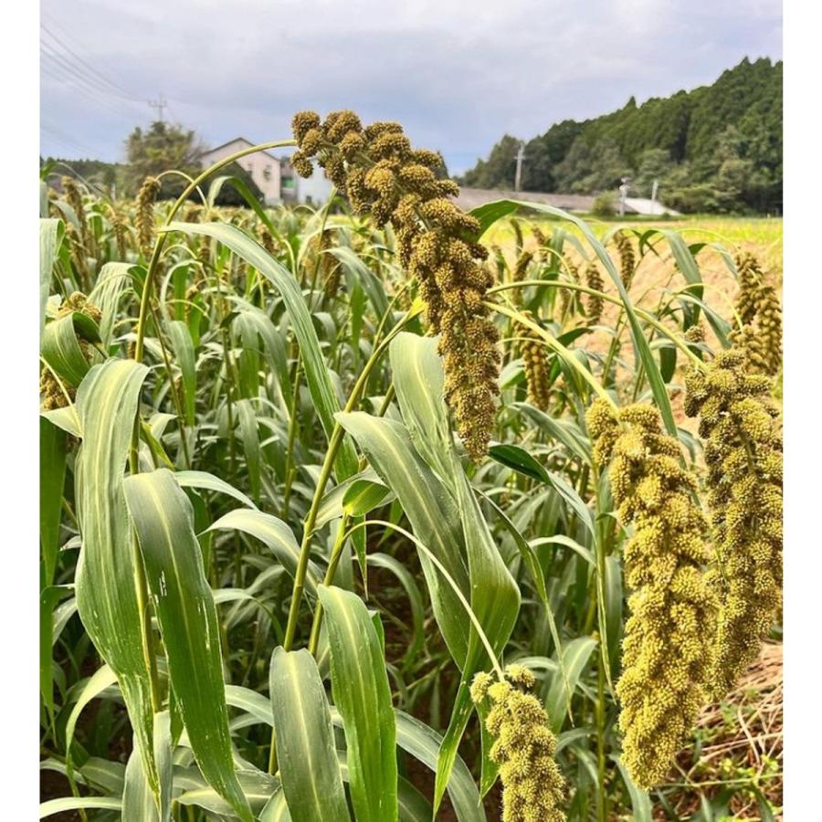 【メール便・配送日時指定不可】 ろのわ 【国産】有機 殻付きあわ 鳥類用 80g×2 : トムキャットYahoo!店 - 通販 - Yahoo!ショッピング