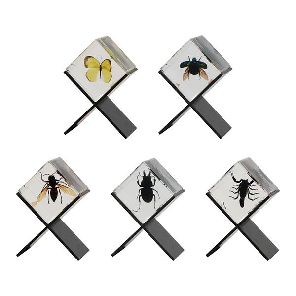 magnet HUNT9 カシミール Casimir 昆虫標本インテリアオブジェ 58170~58174 : rodcontrol - 通販 - Yahoo!ショッピング