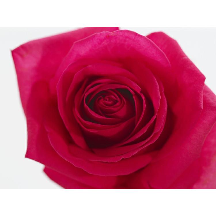 ロールスクリーン パーティション フラワー 8013_16 A2005 : ロールスクリーンbisi - 通販 - Yahoo!ショッピング