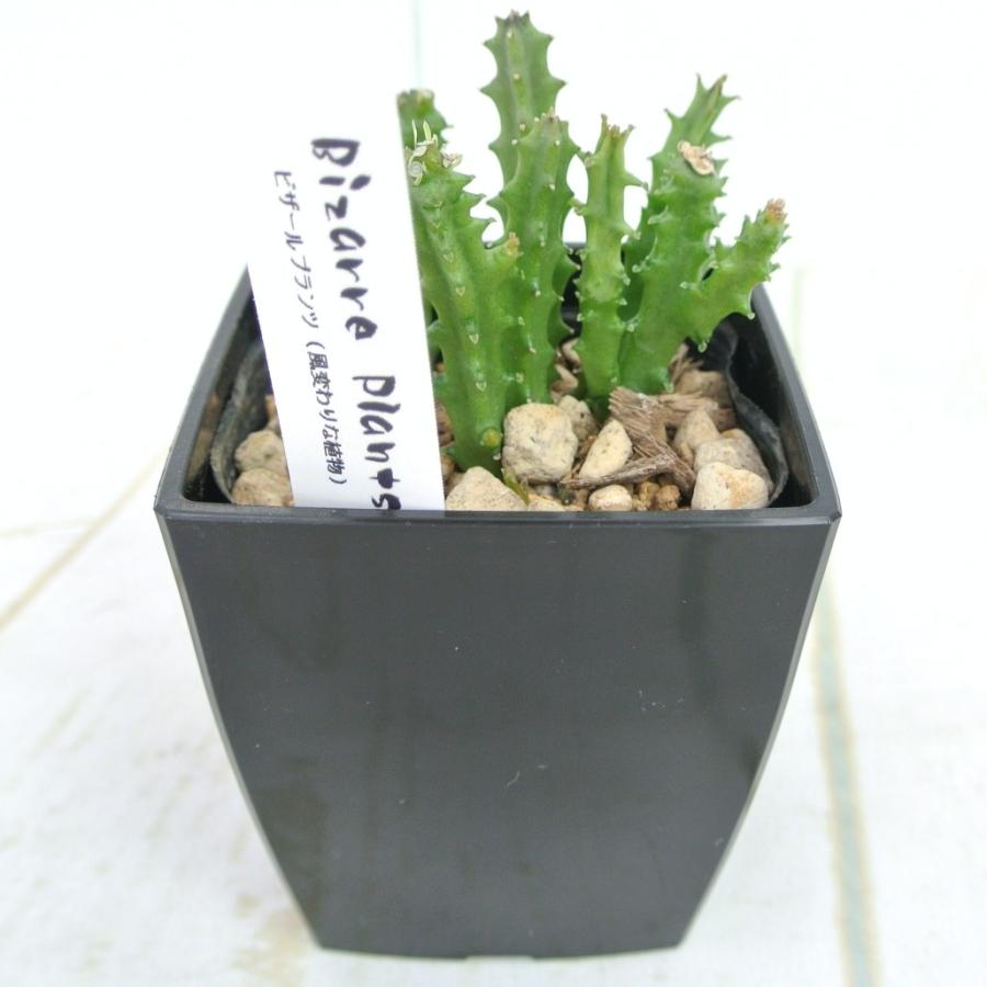 ビザールプランツ 珍奇な植物 カラルマ クレヌラータ クレヌラタ 3.5号鉢 Caralluma crenulata 多肉植物 : ROSE ...