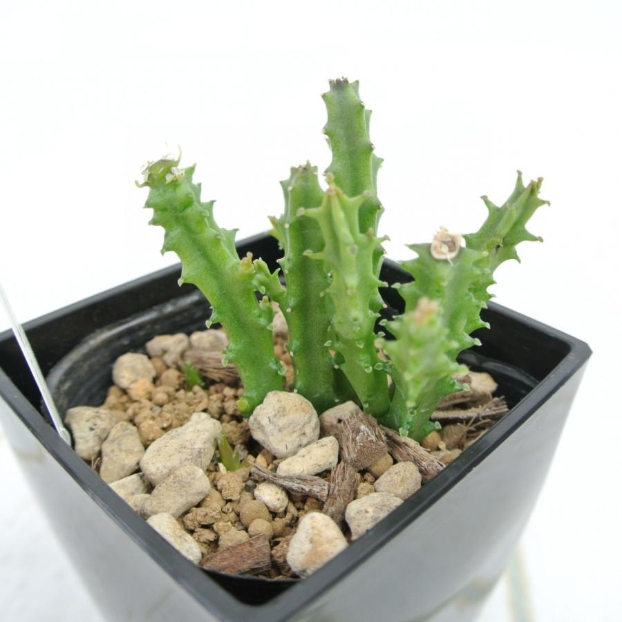 ビザールプランツ 珍奇な植物 カラルマ クレヌラータ クレヌラタ 3.5号鉢 Caralluma crenulata 多肉植物 : ROSE ...