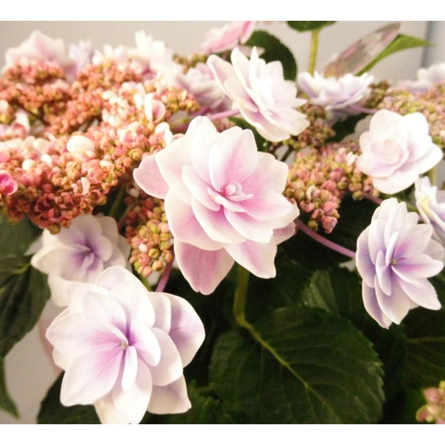 母の日 雨に唄えば（ピンク） かご付き 【5号鉢】 送料無料 : 28050610 : ROSE FACTORY - 通販 - Yahoo ...