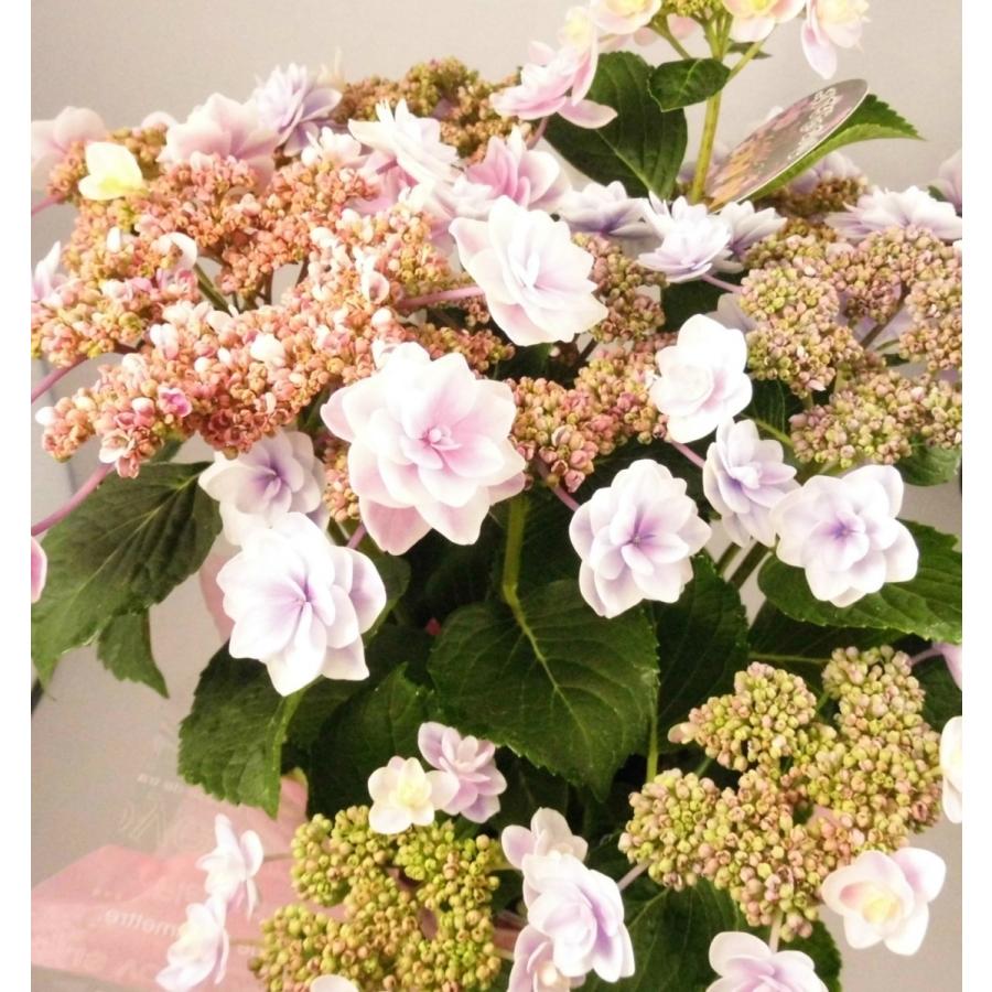 母の日 雨に唄えば（ピンク） かご付き 【5号鉢】 送料無料 : 28050610 : ROSE FACTORY - 通販 - Yahoo ...