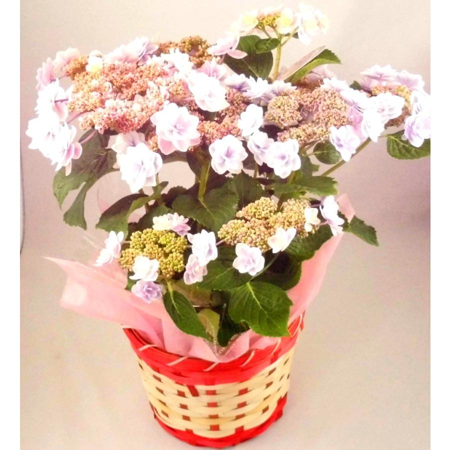 母の日 雨に唄えば（ピンク） かご付き 【5号鉢】 送料無料 : 28050610 : ROSE FACTORY - 通販 - Yahoo ...