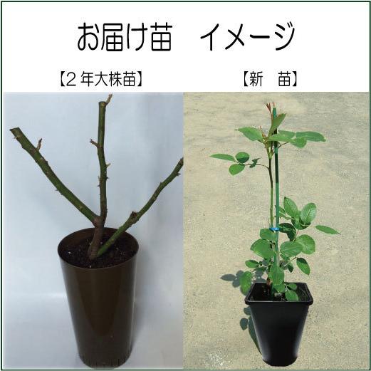 バラ苗 2年大株苗 エゴリ Egoli ルドヴィック Ludwig's Roses 大輪 4号鉢 初心者オススメ 2023 :2A1240 ...