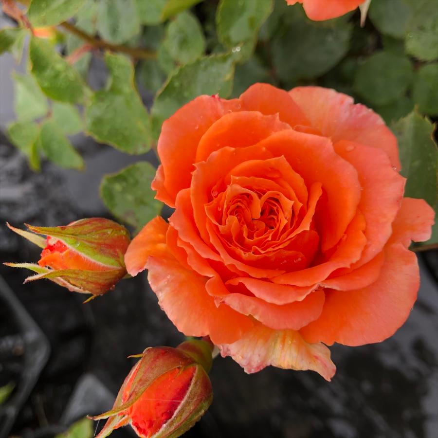 新品種 【ミカエラ】 フレグランスローズ 2024年2年生 バラ大苗 ローズなかしま 産地直送 : mikaera : 有限会社ローズなかしま ...