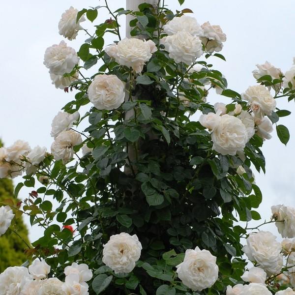 予約苗 バラ苗 サマーメモリーズ (大苗) つるバラ 四季咲き 中大輪 白系 コルデス 国産苗 6号スリット鉢 強健 病気に強い 耐病性あり ...