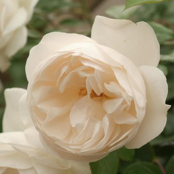 予約苗 バラ苗 サマーメモリーズ (大苗) つるバラ 四季咲き 中大輪 白系 コルデス 国産苗 6号スリット鉢 強健 病気に強い 耐病性あり ...