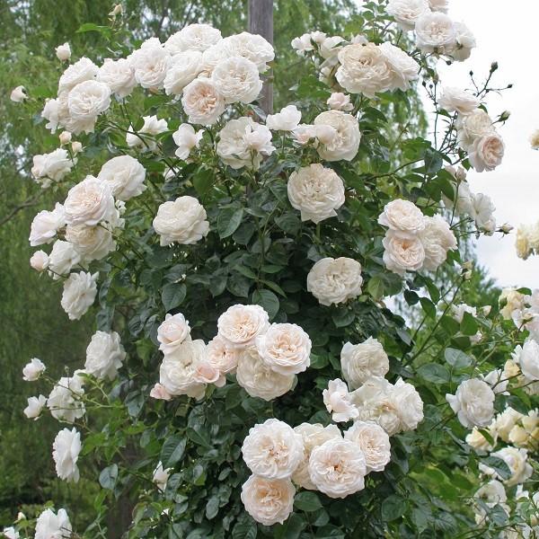予約苗 バラ苗 サマーメモリーズ (大苗) つるバラ 四季咲き 中大輪 白系 コルデス 国産苗 6号スリット鉢 強健 病気に強い 耐病性あり ...