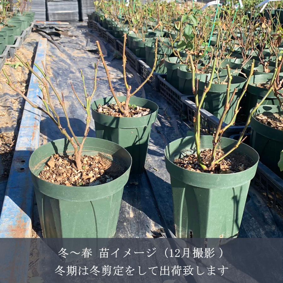 アウトレット バラ苗 ホワイトシェル フロリバンダ FL 四季咲き中輪 白系 :322-1300030107-005b:バラ専門店 ザ・ローズショップ - 通販 - Yahoo!ショッピング