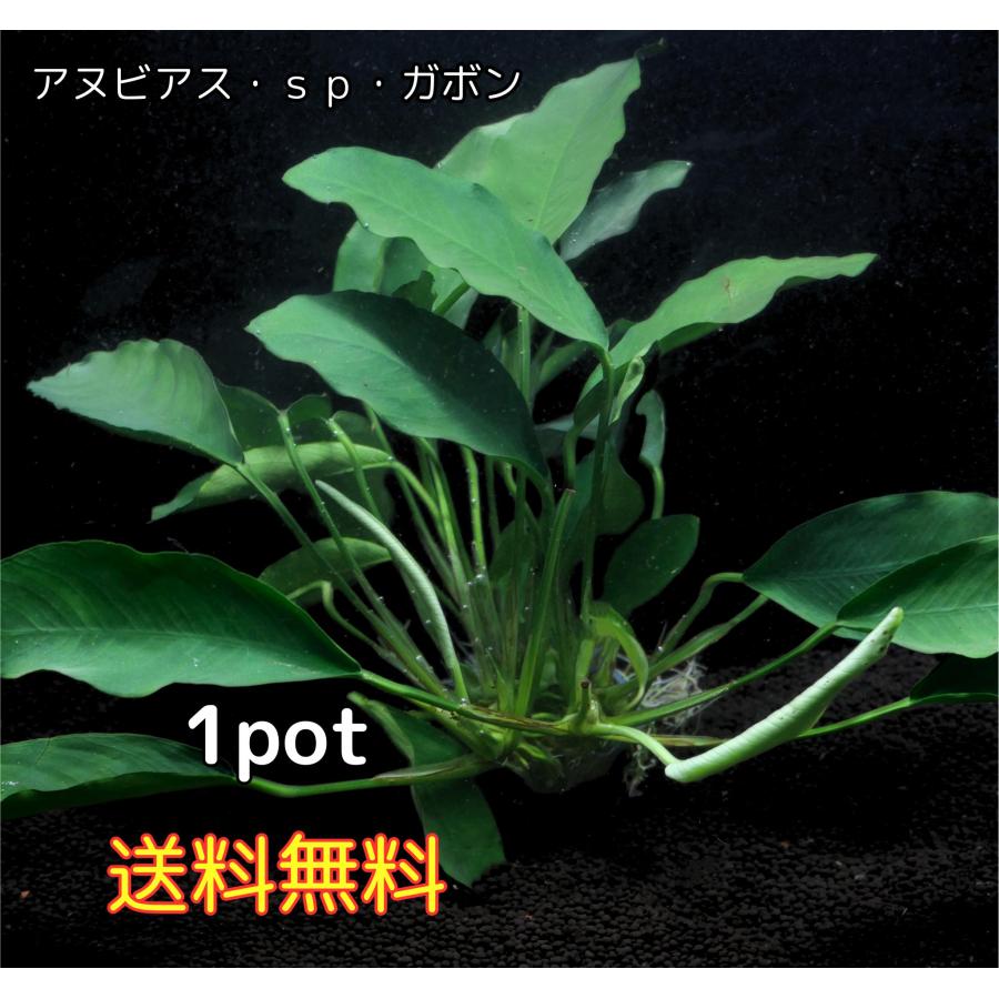 アヌビアスsp. ガボン 1POT（8葉前後）水草 陰性水草 アクアリウム 送料無料 アヌビアス 水草 サトイモ科 : アクアリウム問屋アールズ - 通販 - Yahoo!ショッピング