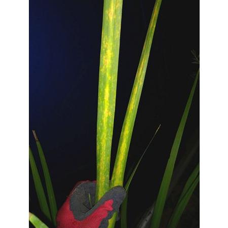 現品！≪ドラセナ≫ニオイシュロラン・株立ち！★到着日時指定OK！ : 緑花木ネットストアー - 通販 - Yahoo!ショッピング