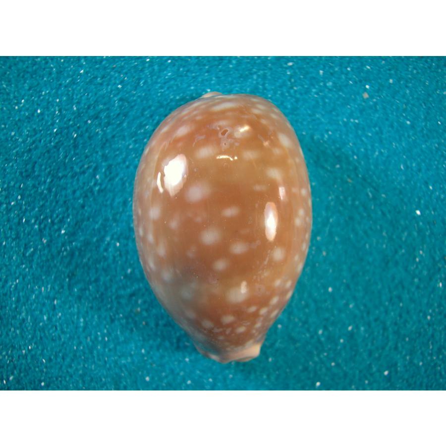 ホシキヌタ : d13902 : 貝殻ストア - 通販 - Yahoo!ショッピング