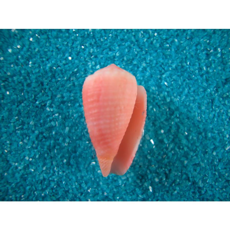 ウオールスイモ : 貝殻ストア - 通販 - Yahoo!ショッピング