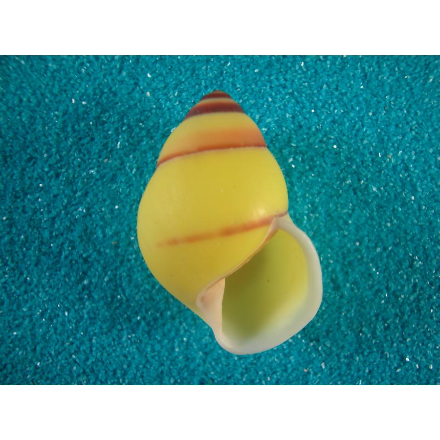 ナンバンマイマイ科 和名未定Amphidromus webbi : 貝殻ストア - 通販 - Yahoo!ショッピング
